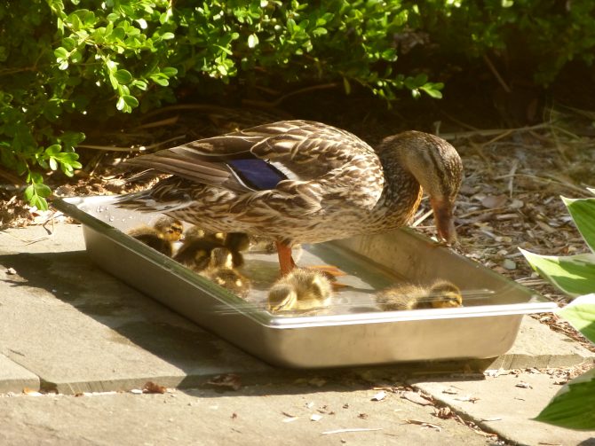 Ducks Amuck | Canton Public Library